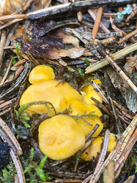 Mežos jau ir gailenes - OGRENET - Tava novada portāls